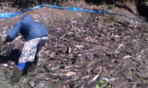 Cara Budidaya Ikan Lele: Panduan Lengkap untuk Sukses dalam Usaha ...