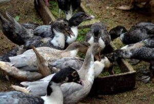 Entog Rambon: Panduan Lengkap dari Peternakan hingga Kuliner - Beternak ...