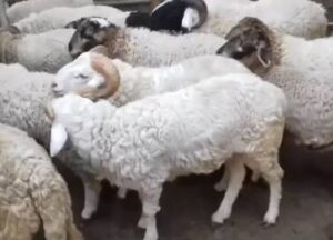 Wedus Gibas: Panduan Lengkap tentang Kambing Lokal Khas Indonesia ...