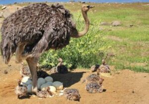 Harga Telur Burung Unta: Harganya, Manfaatnya, dan Tips Memasaknya ...