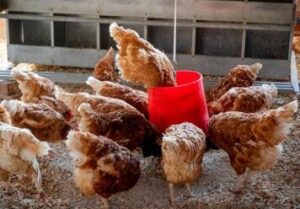 Pakan Ayam Kampung: Panduan Lengkap untuk Peternak Sukses - Beternak Dirumah