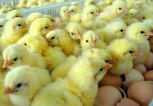 Harga DOC Ayam Broiler: Panduan Lengkap dan Tips Membelinya - Beternak ...