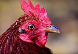 Paruh Ayam: Fungsi, Jenis, dan Perawatan untuk Kesehatan Optimal ...